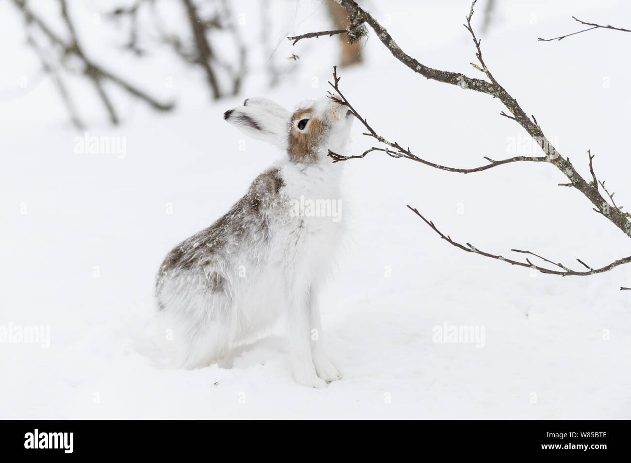 Mountain hare (Lepus timidus) feeding on mountain birch. Vauldalen, Sor ...