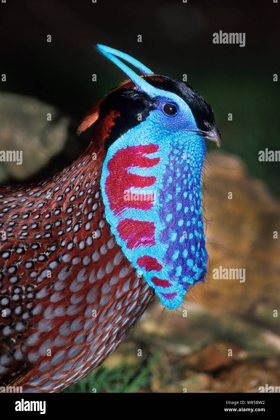 Temminck's Tragopan (Tragopan temminckii) male displaying with unfurled ...