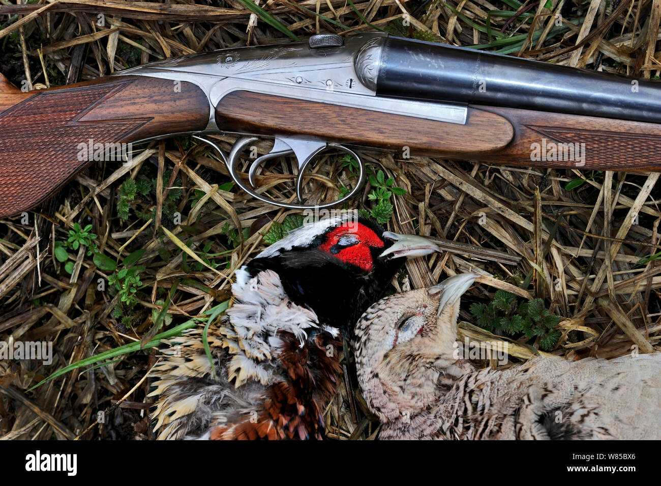 Dead Common pheasant (Phasianus colchicus) and shotgun Norfolk, England ...