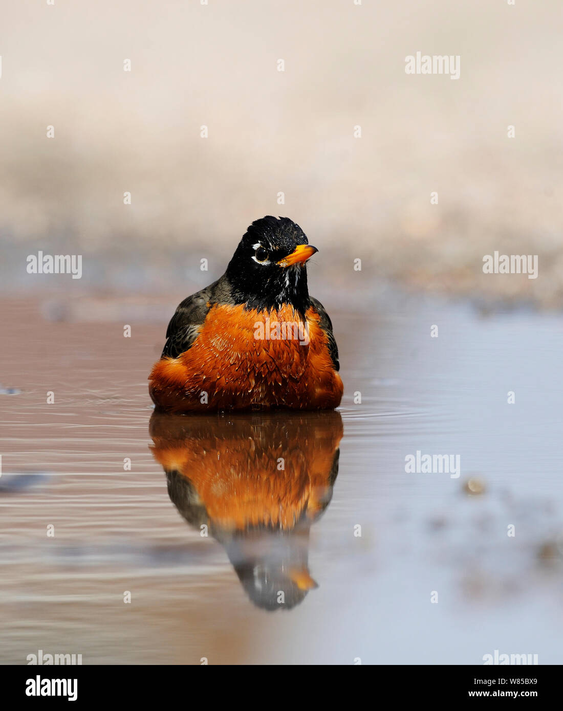 American robin (Turdus migratorius) male bathing in puddle, Nebraska ...