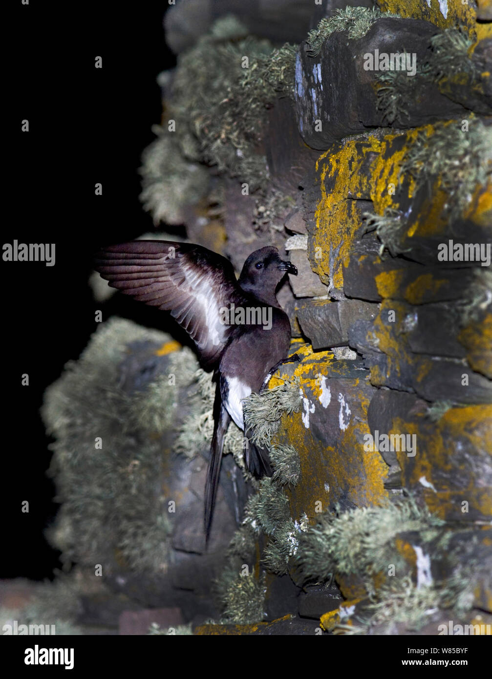 Hydribates hi-res stock photography and images - Alamy