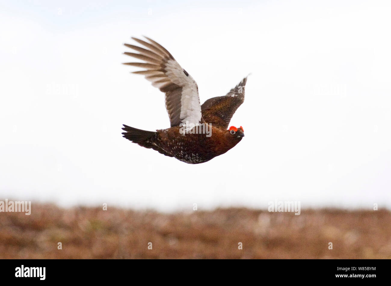 Flying red grouse hi-res stock photography and images - Alamy