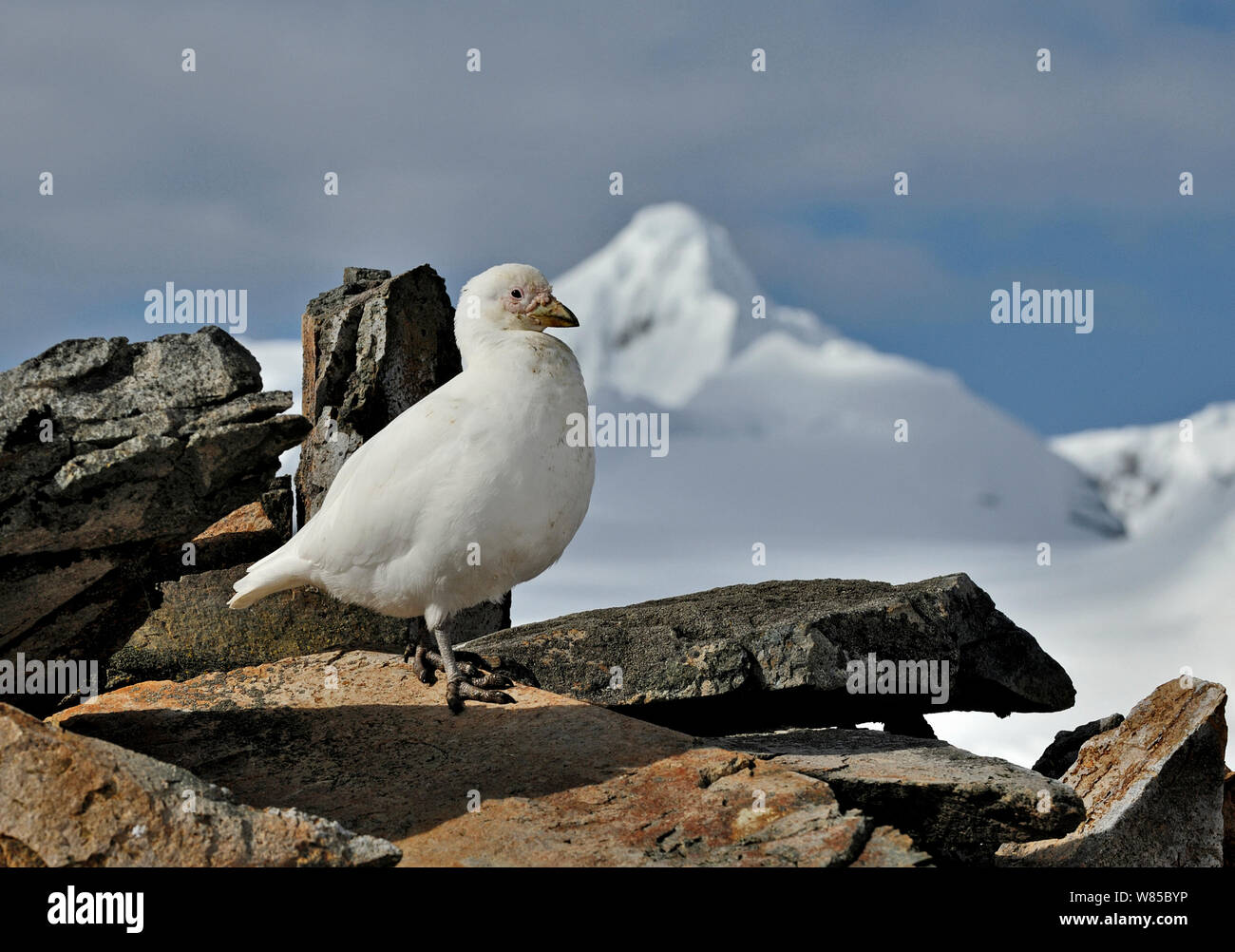 Pale-faced Sheathbill (Chionis alba) Antarctic Peninsula Stock Photo ...