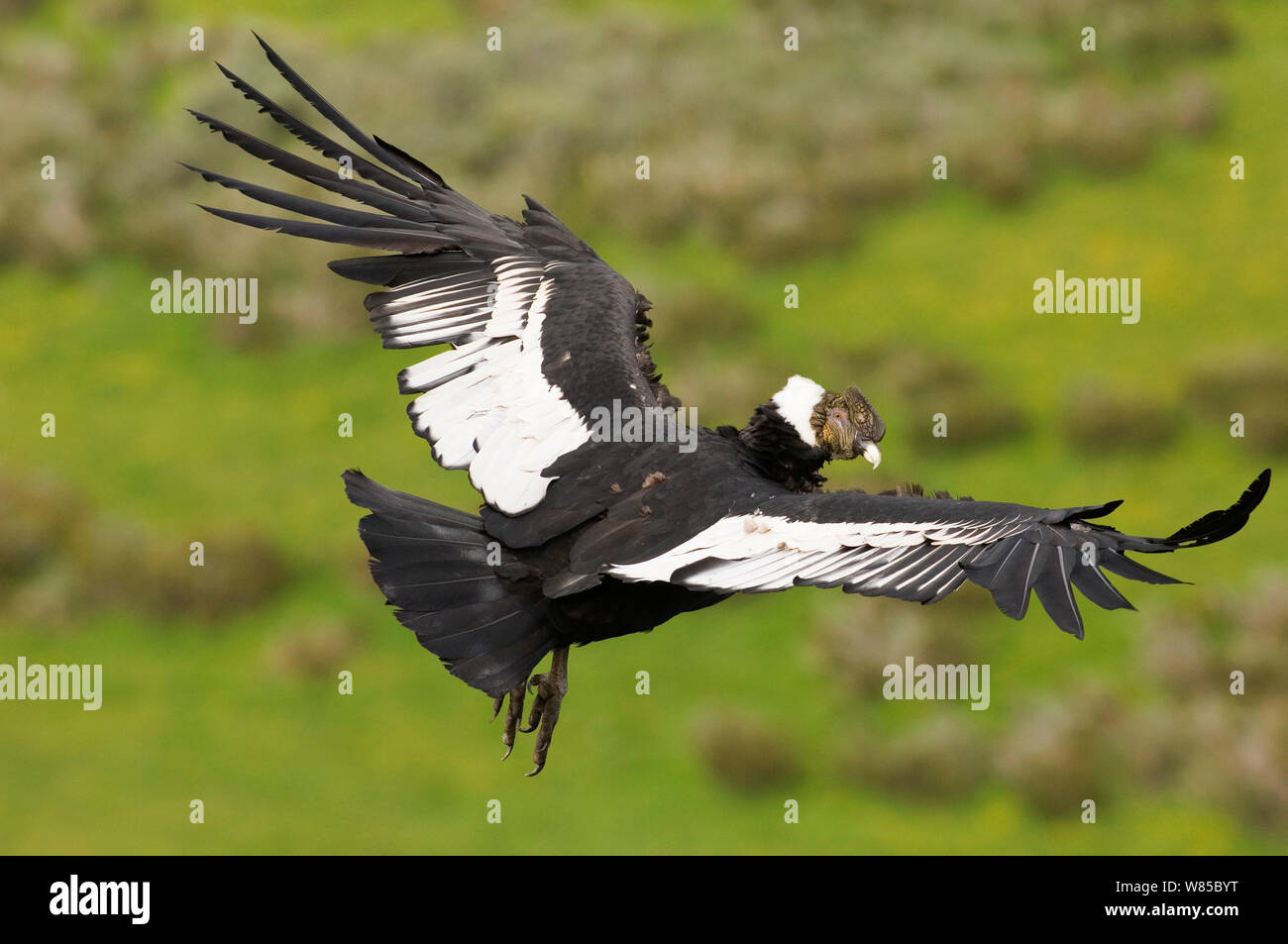 Andean Condor (Vultur gryphus) in flight, Patagonian Chile, November ...