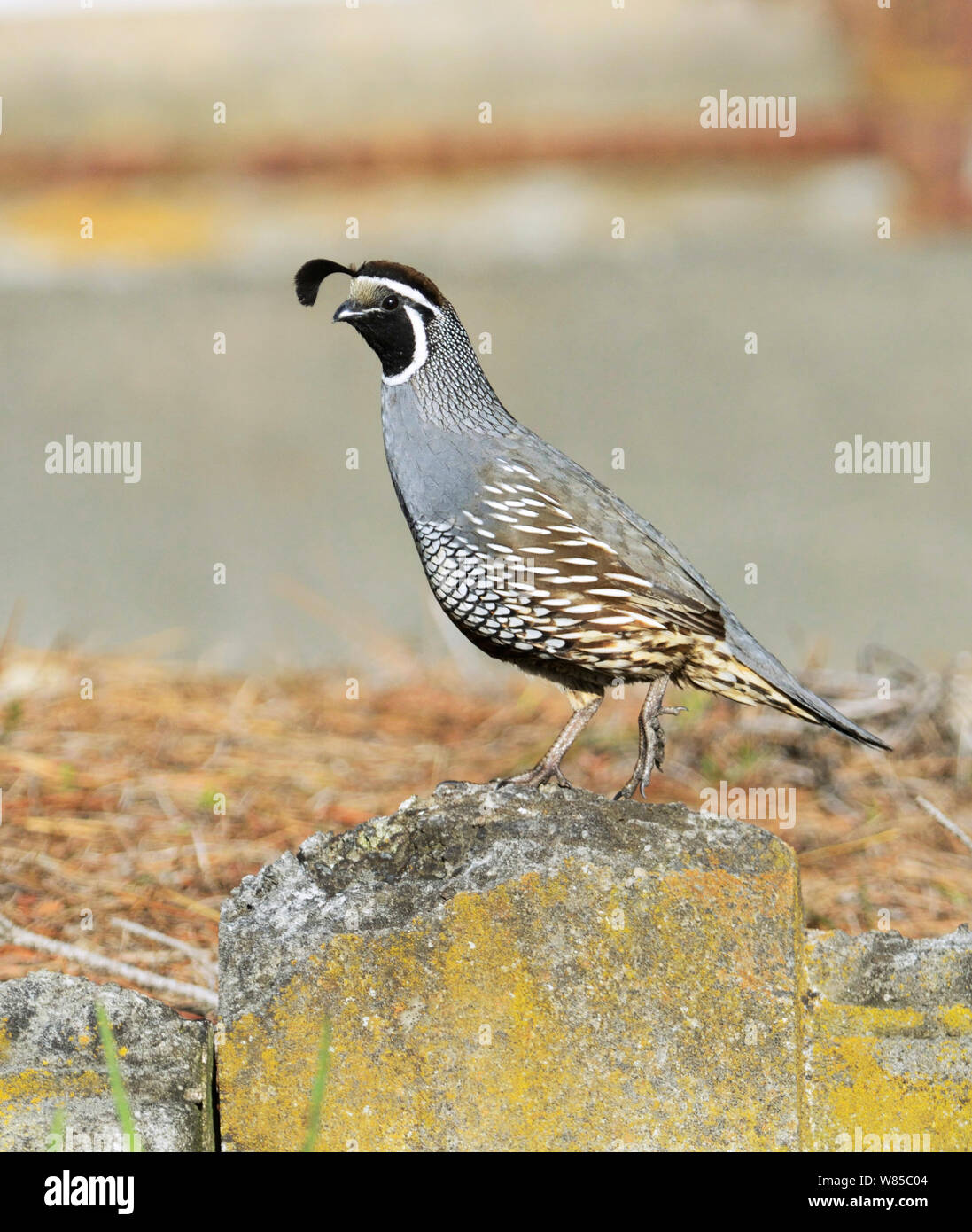 California Quail (Callipepla californica) Kaikoura, South Island, New ...