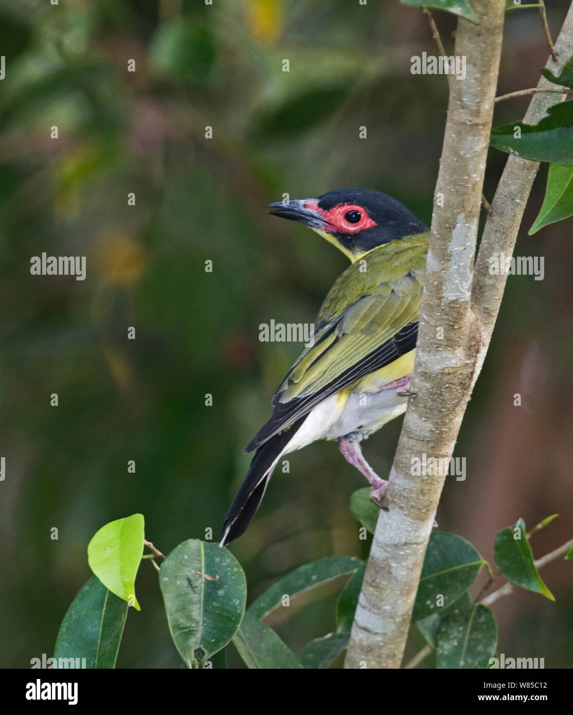 Australasian Figbird (Sphecotheres vielloti) Queensland, Australia ...