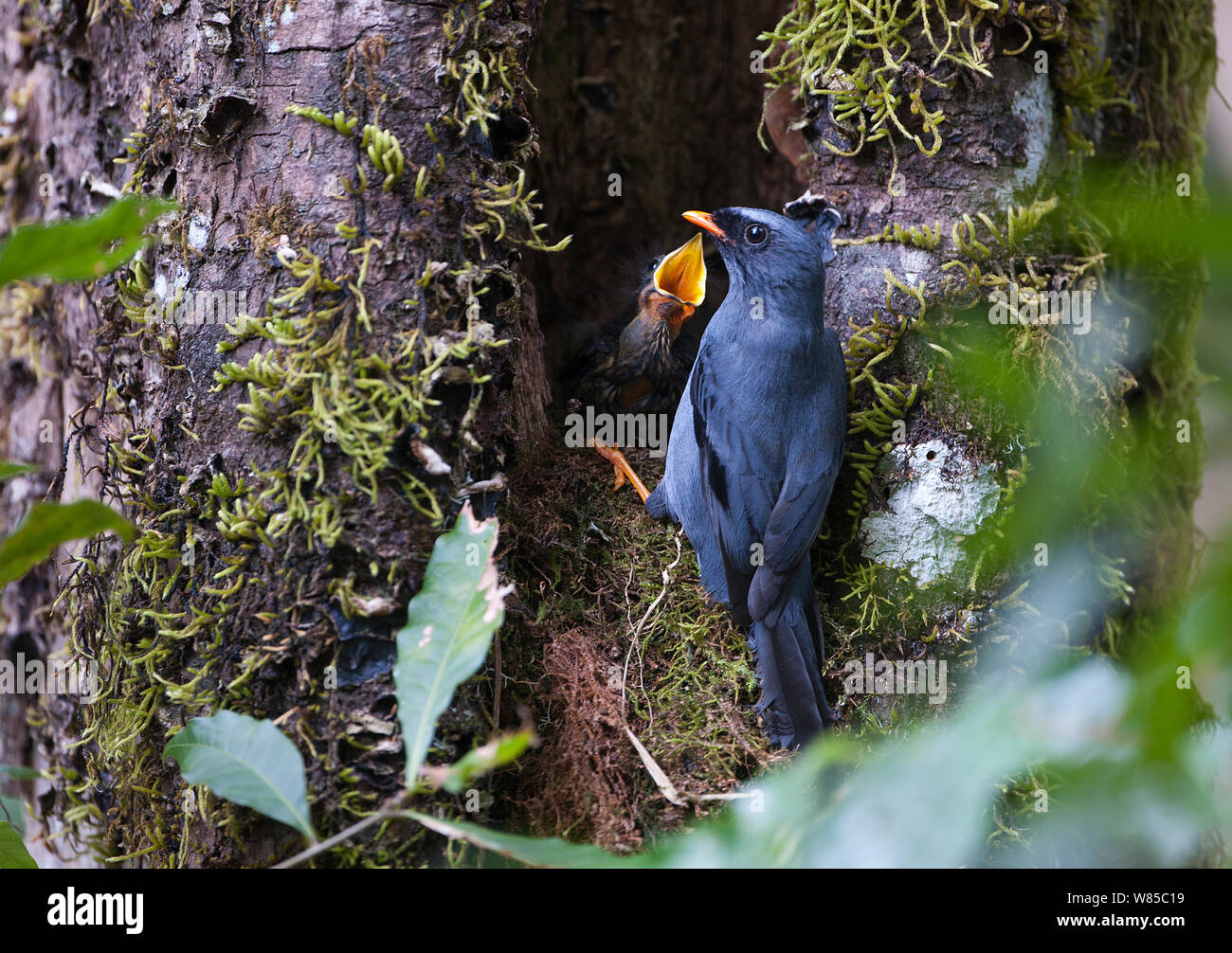 Black-faced Solitaire (Myadestes melanops) at nest, Savegre, Costa Rica ...