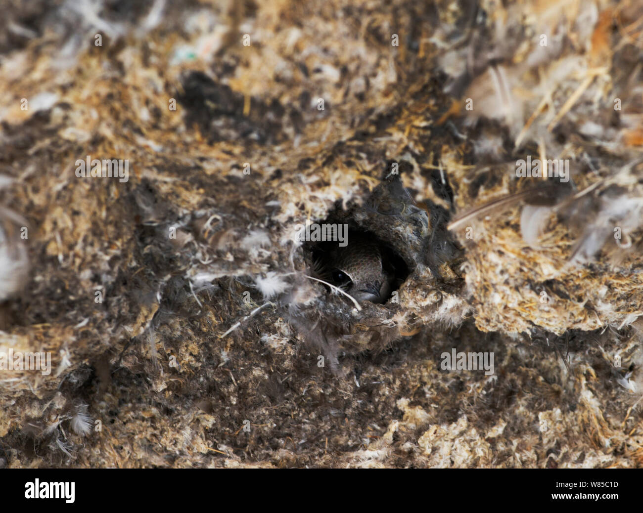 Swift Nest Building High Resolution Stock Photography and Images - Alamy