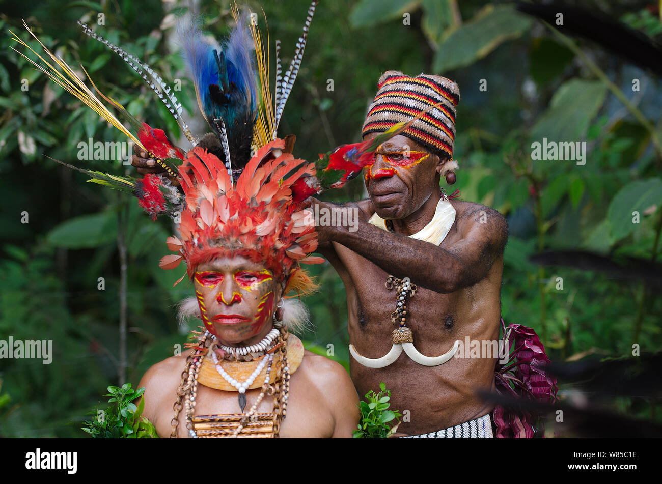 Paradisaea rudolphi blue bird paradise hi-res stock photography and ...