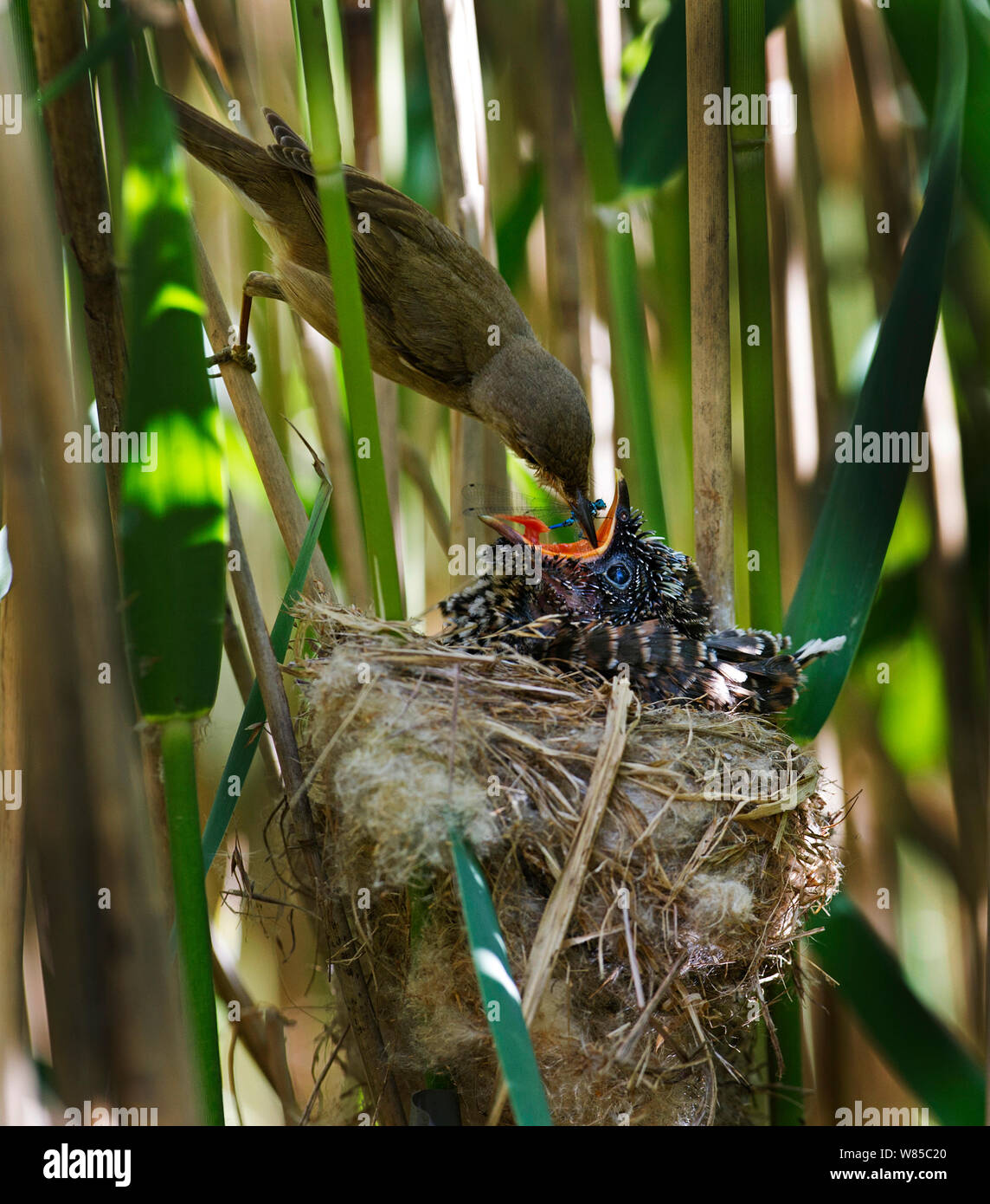 Reed Warbler (Acrocephalus scirpaceus) feeding Cuckoo (Cuculus canorus ...