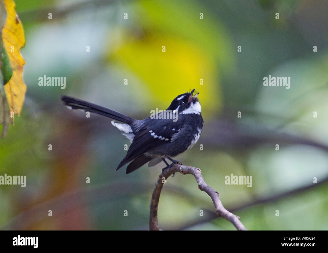 Friendly Fantail (Rhipidura albolimbata) perched, Tari, Southern ...