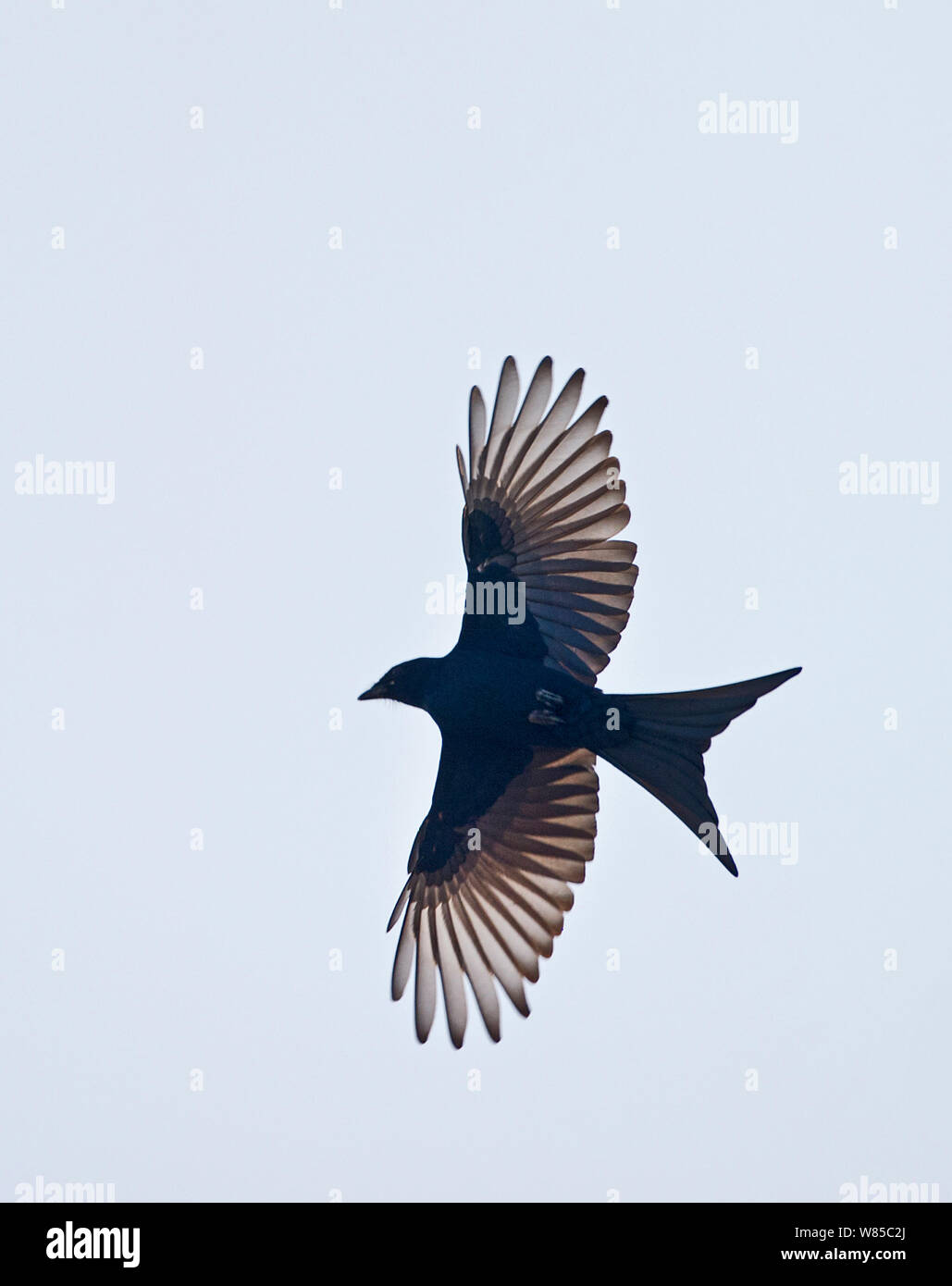 Drongo in flight hi-res stock photography and images - Alamy