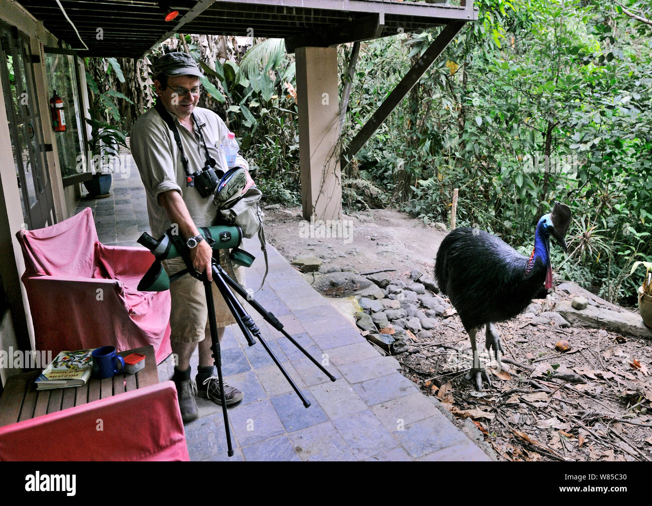 Photographer walking past a Southern Cassowary (Casuarius casuarius ...