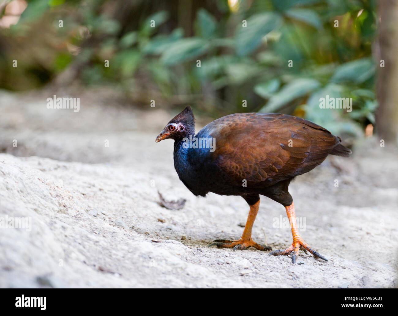 Orange-footed Scrub Fowl (Megapodius reinwardt) North Queensland ...
