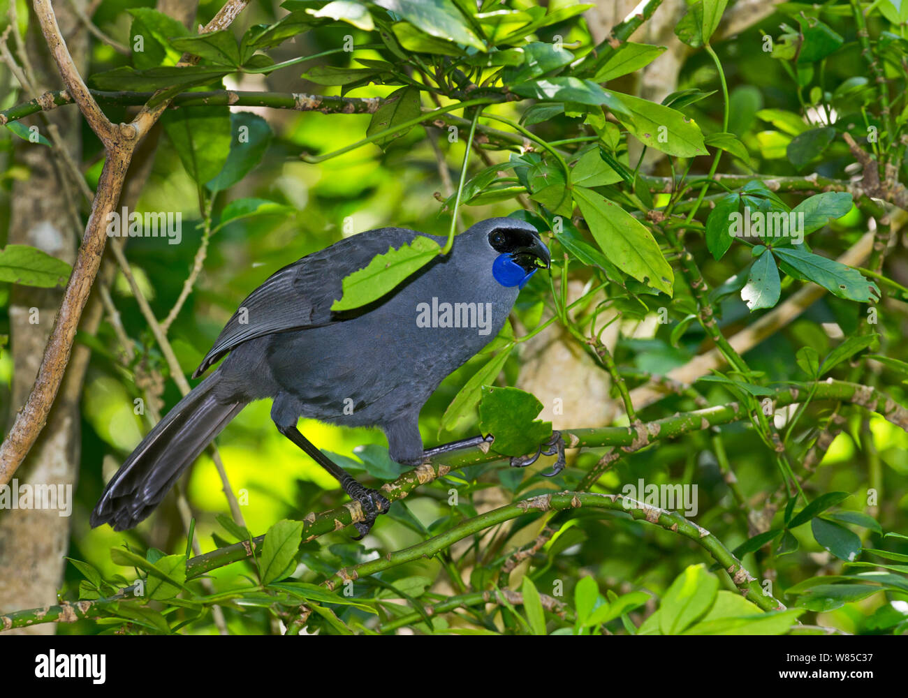 Kokako bird hi-res stock photography and images - Alamy