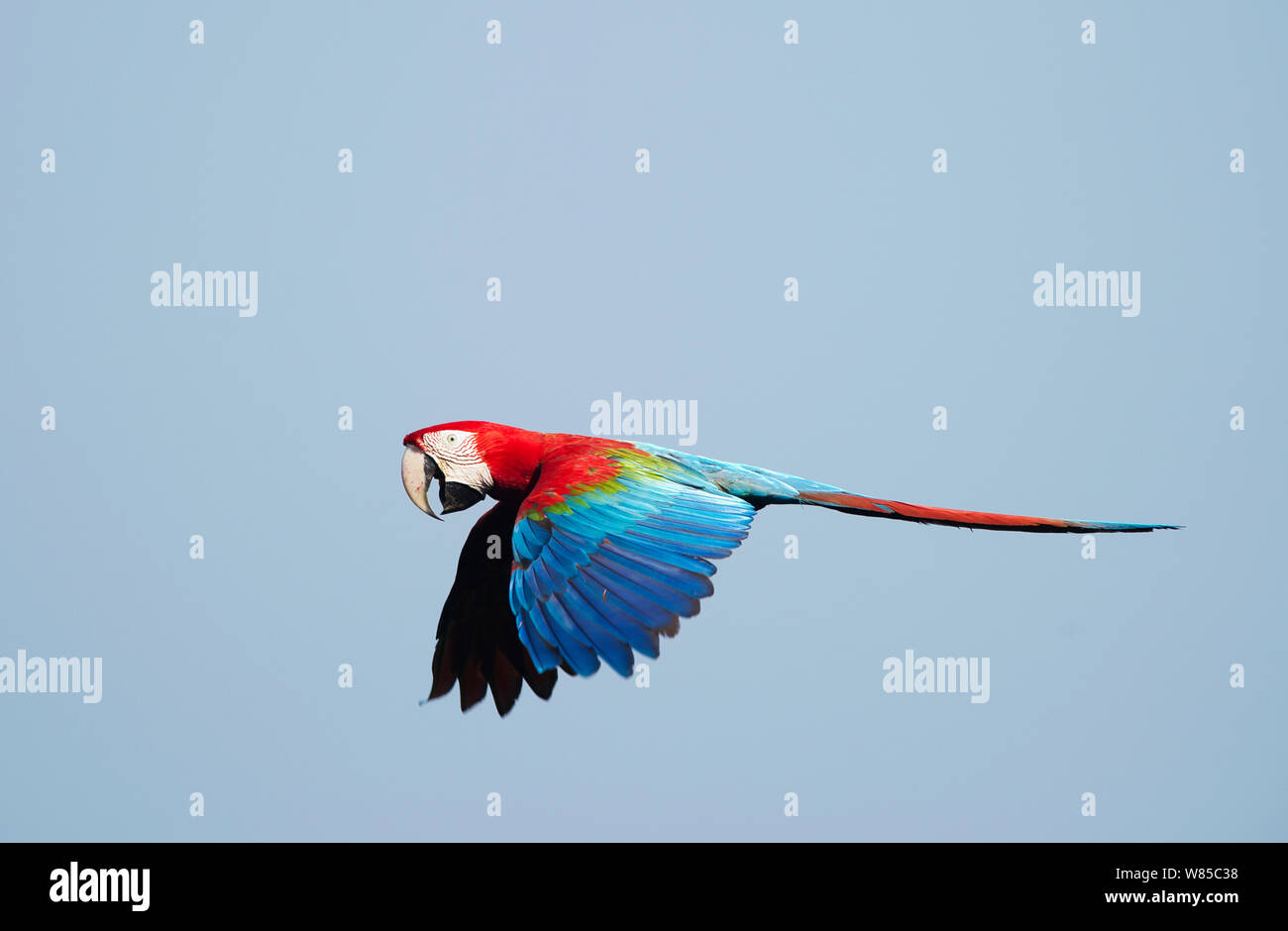 Red and Green Macaw (Ara chloroptera) in flight, Tambopata, Amazon ...