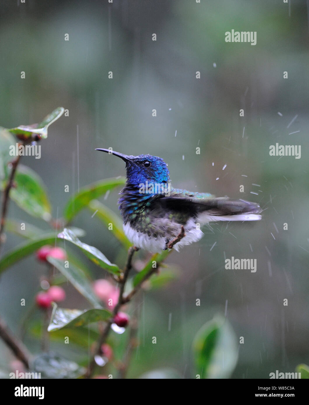 White-necked Jacobin (Florisuga mellivora) hummingbird, bathing in the ...