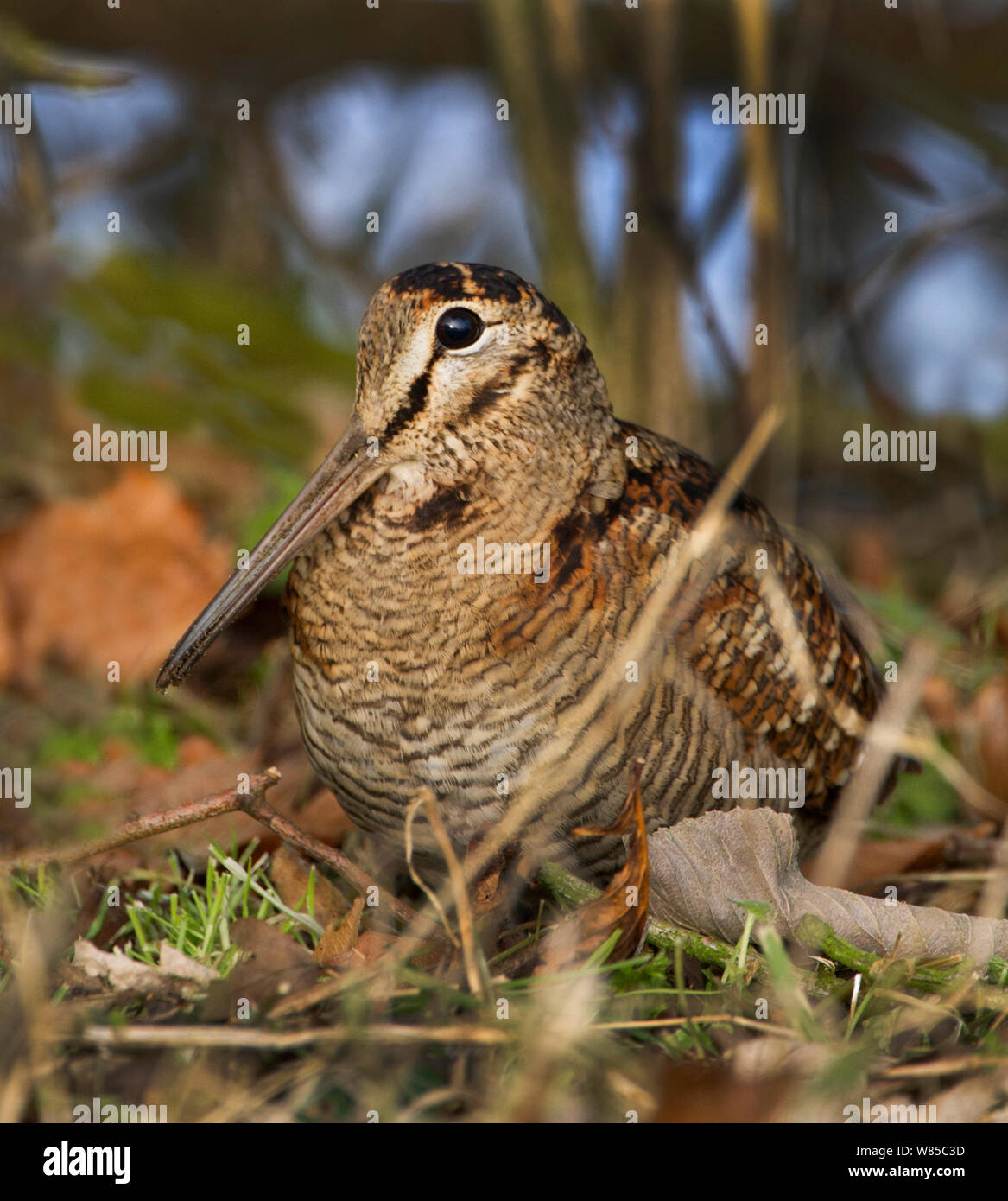 Eurasian woodcock (scolopax rusticola) hi-res stock photography and ...