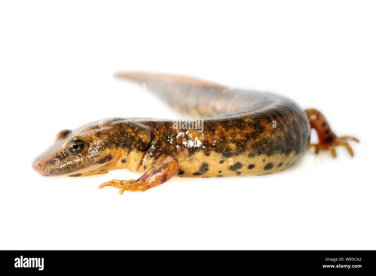 Sardinian salamander Cut Out Stock Images & Pictures - Alamy