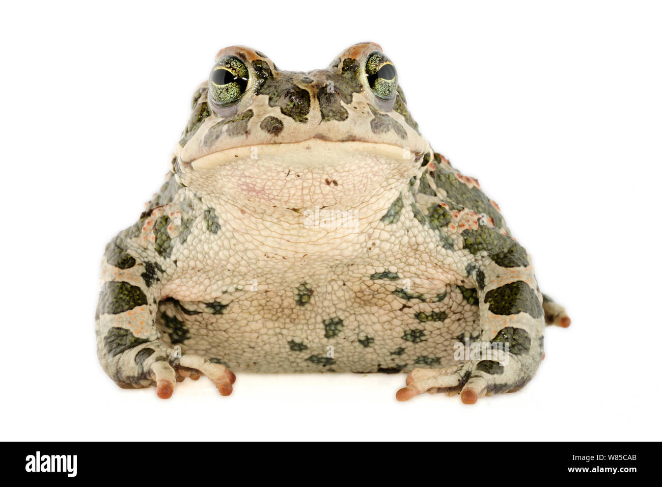 Frog toad green hi-res stock photography and images - Alamy