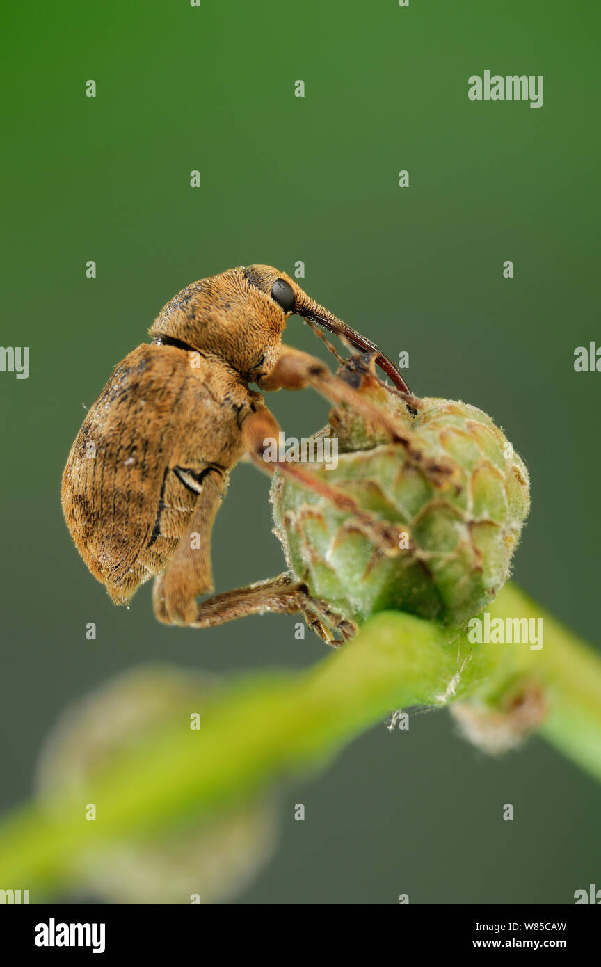 Weevil rostrum hi-res stock photography and images - Alamy