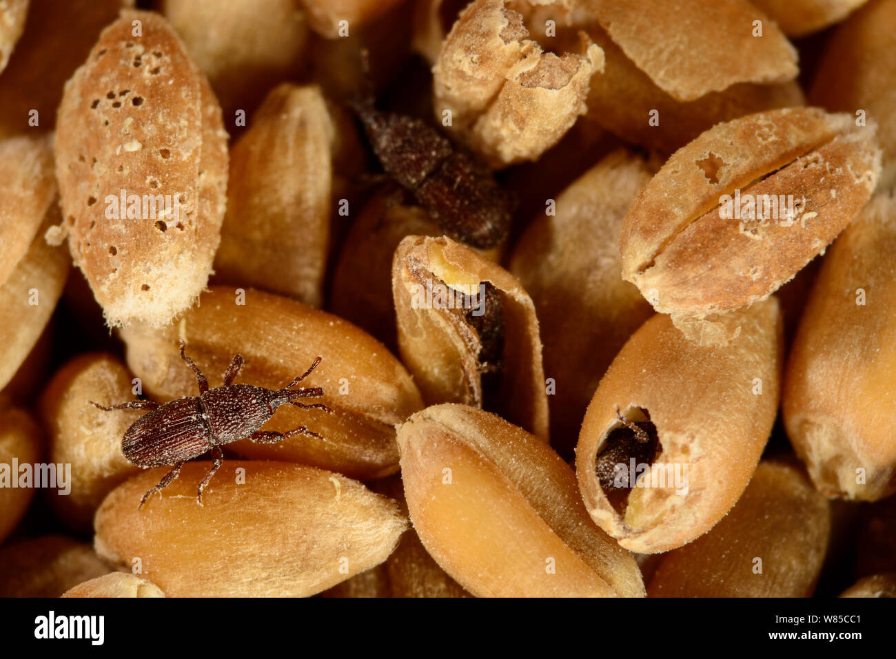 Wheat weevil (Sitophilus granarius) among wheat grains, captive ...