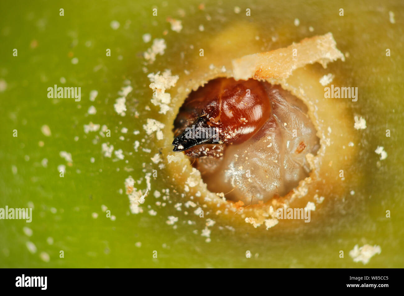 Acorn weevil (Curculio glandium) larva in acorn, Niedersachsische ...