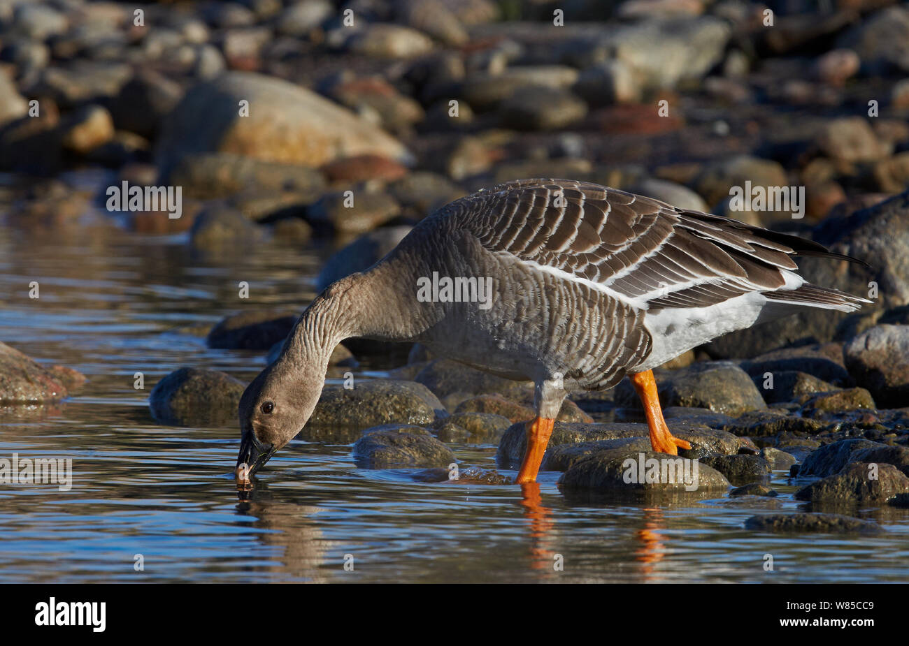 Taiga bean goose (Anser fabalis rossicus) drinking, Uto, Finland, May ...