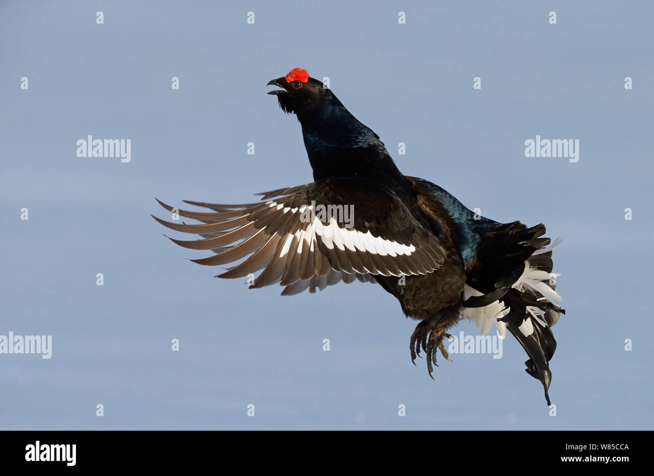 Male Black grouse (Tetrao / Lyrurus tetrix) in flight, Utajarvi ...