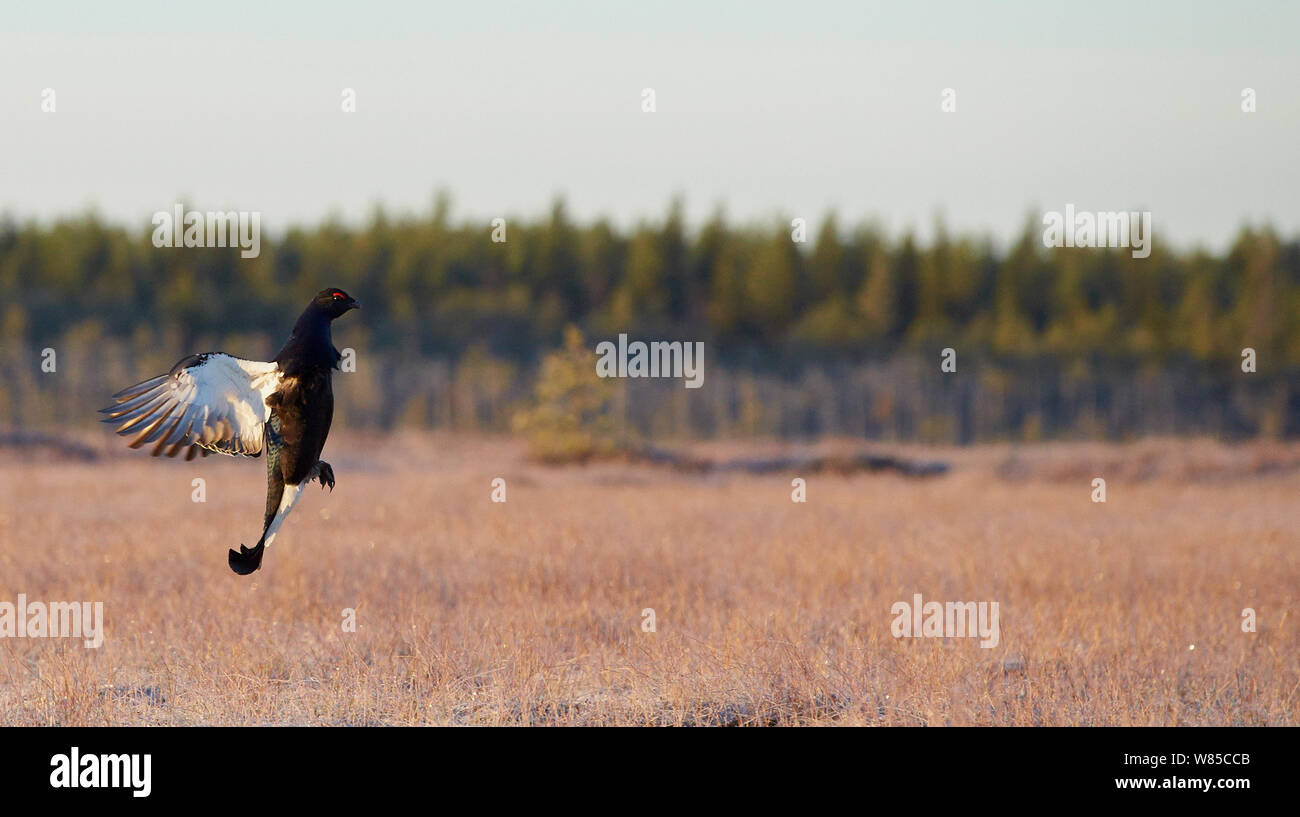 Lyrurus tetrix mating hi-res stock photography and images - Alamy