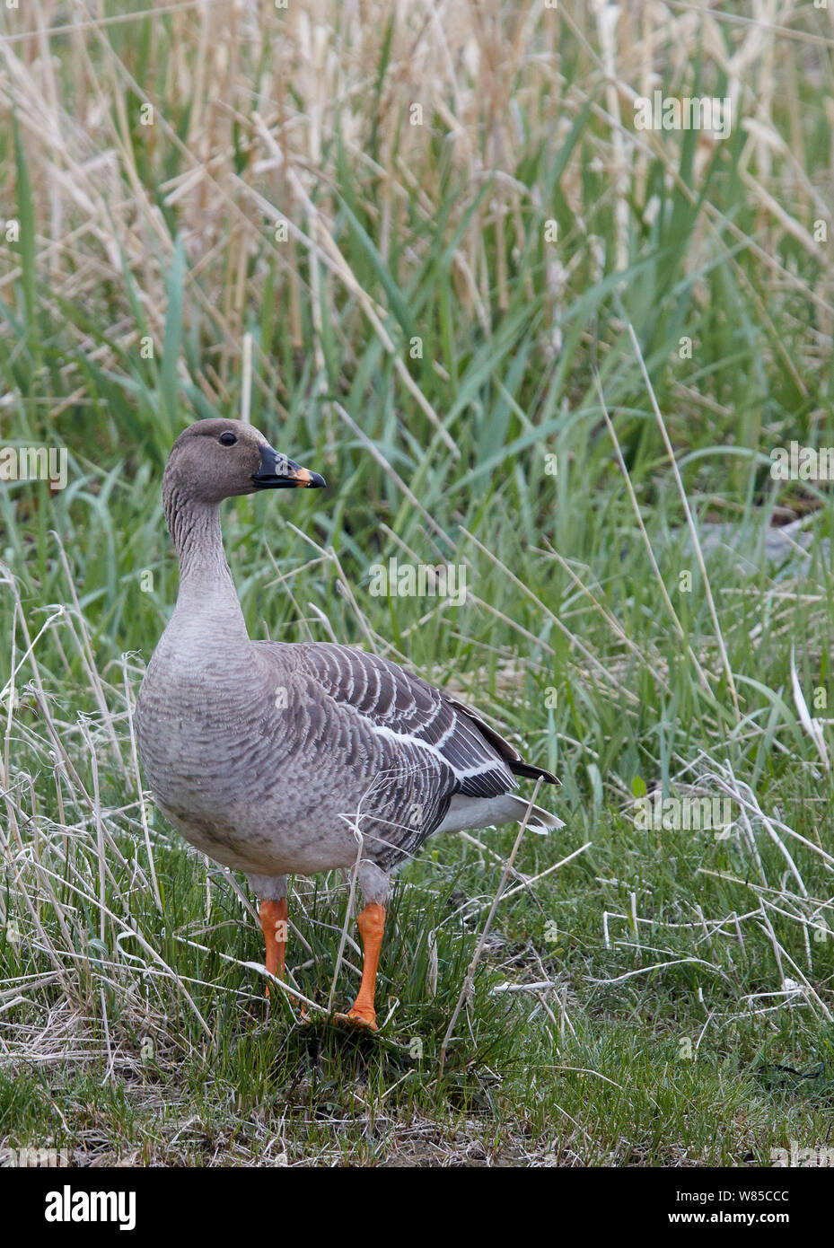 Taiga birds hi-res stock photography and images - Alamy