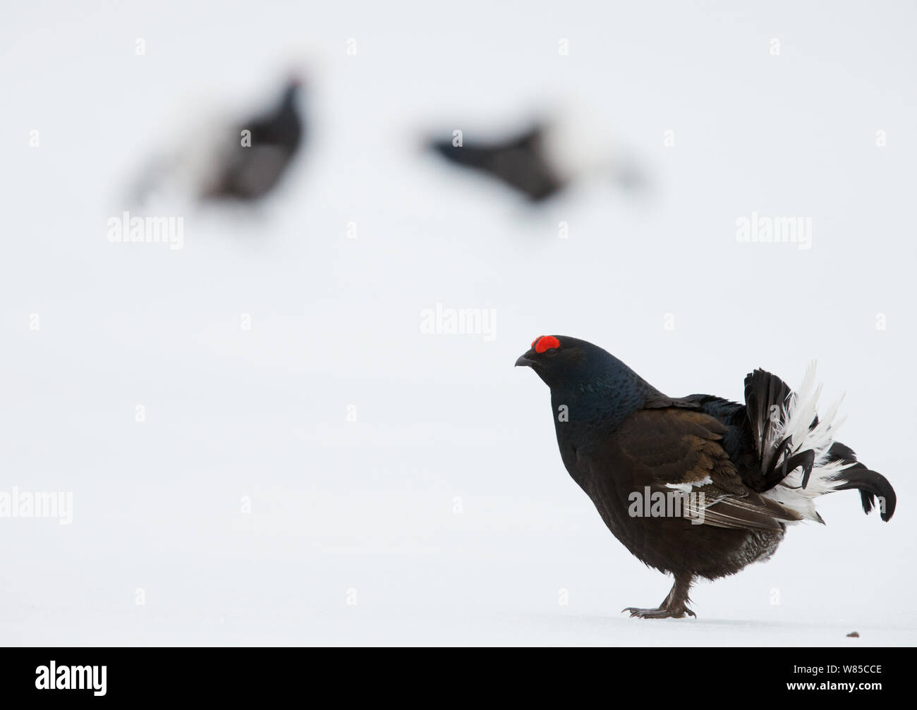 Male Black Grouse High Resolution Stock Photography and Images - Alamy