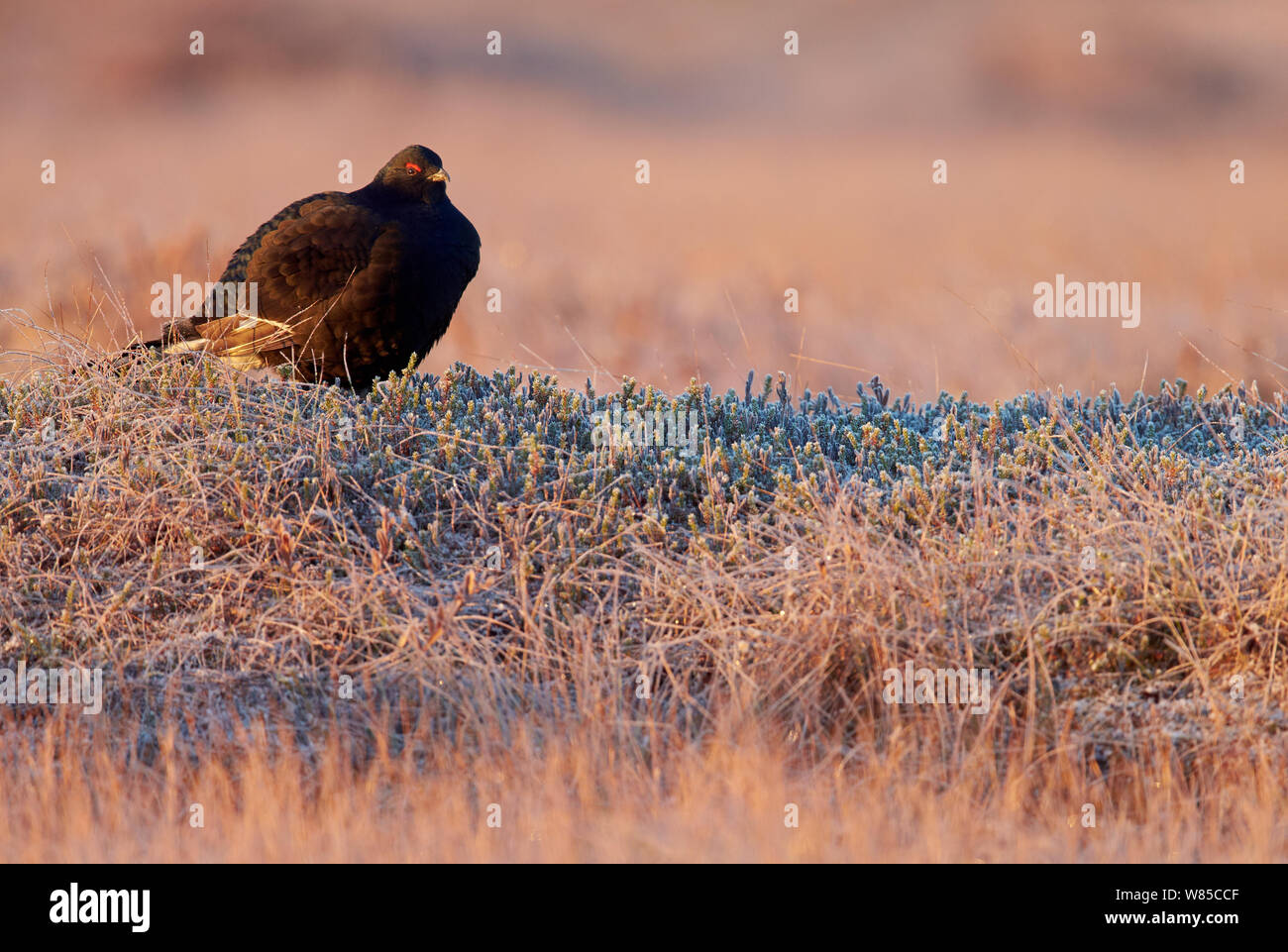 Male Black grouse (Tetrao / Lyrurus tetrix) at autumn lek, Utajarvi ...