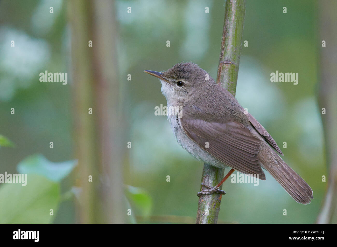 Blyth's reed warbler (Acrocephalus dumetorum) on twig, Polvijarvi ...