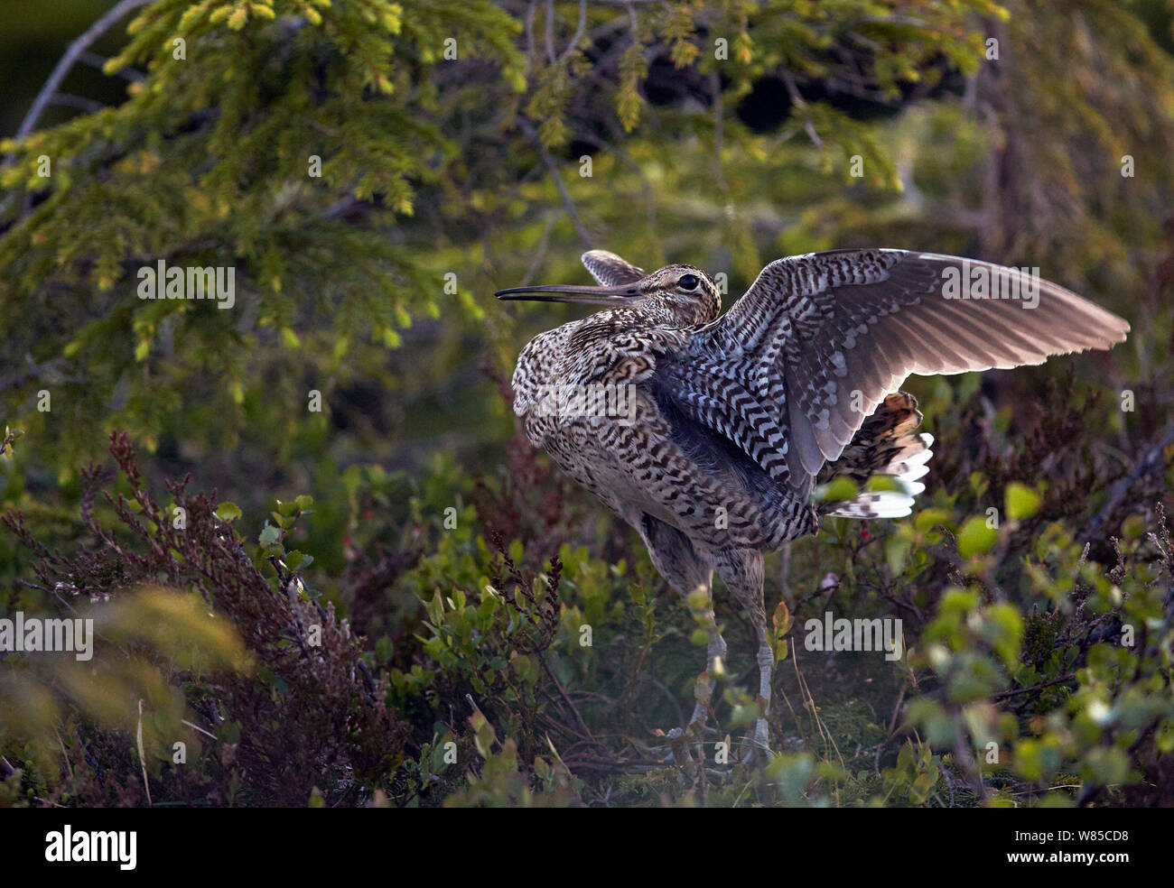 Male Great snipe (Gallinago media) displaying, Norway, June Stock Photo ...