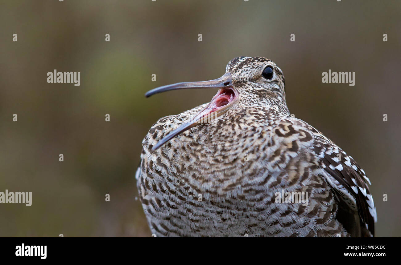 Male Great snipe (Gallinago media) displaying, Norway, June Stock Photo ...