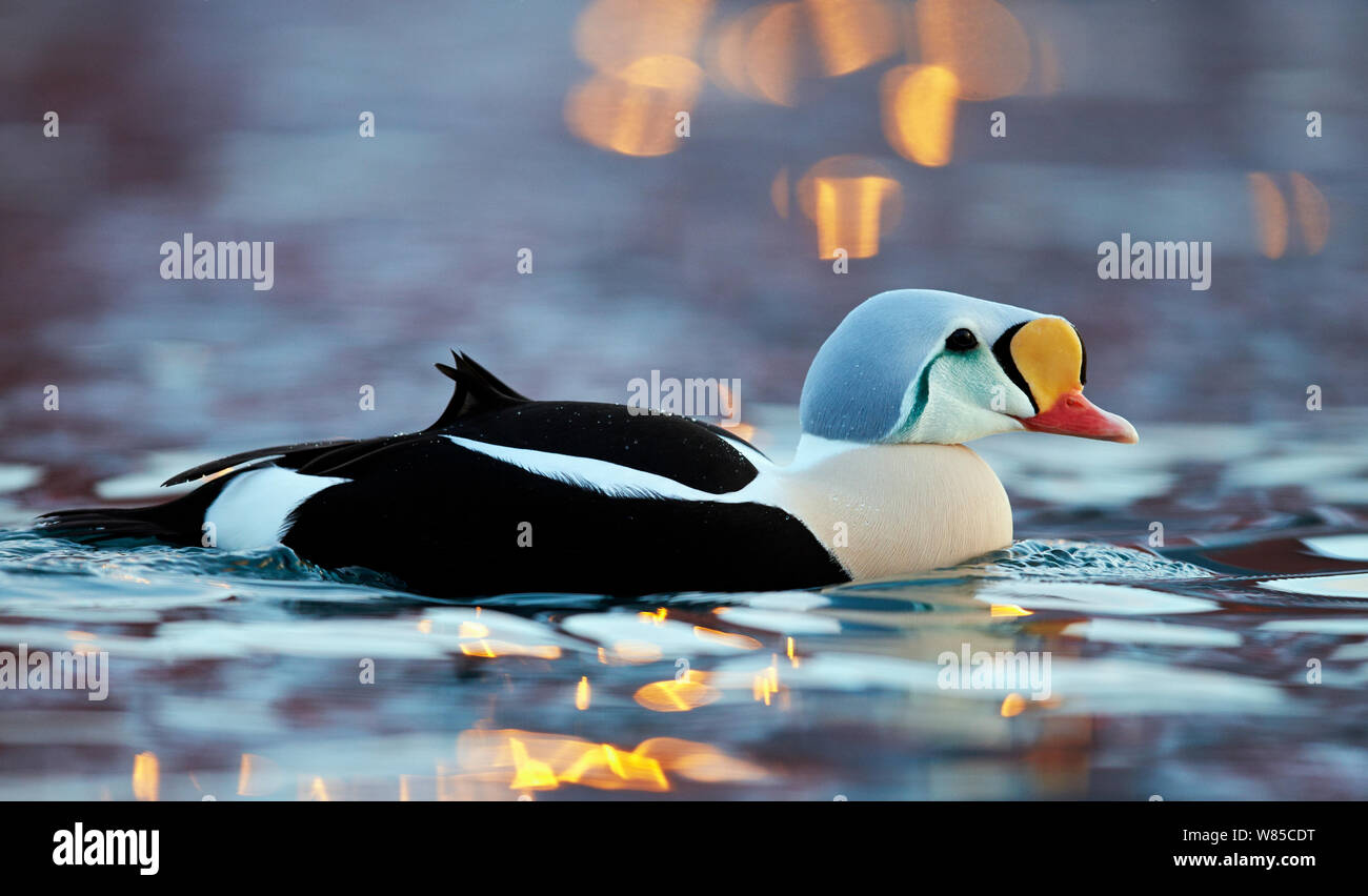 King eider duck High Resolution Stock Photography and Images - Alamy