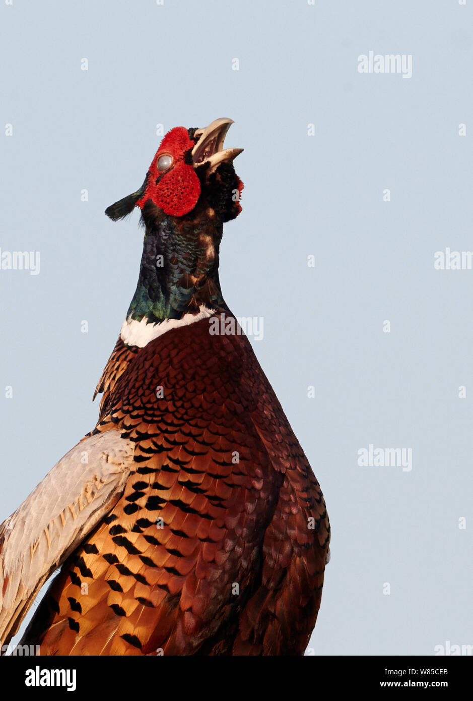 Male Pheasant (Phasianus colchicus) calling, Hungary, June Stock Photo ...