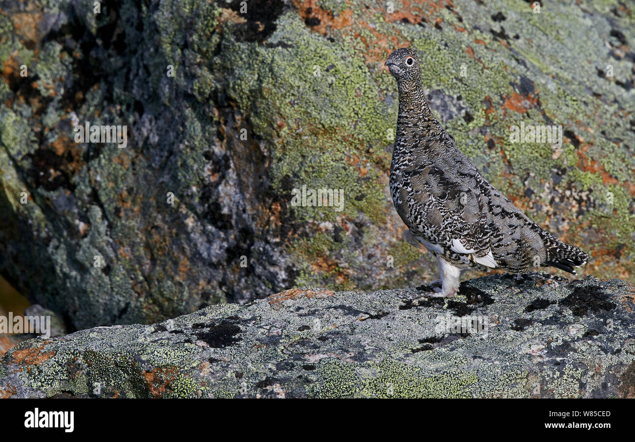 Lagopus Muta Female High Resolution Stock Photography and Images - Alamy