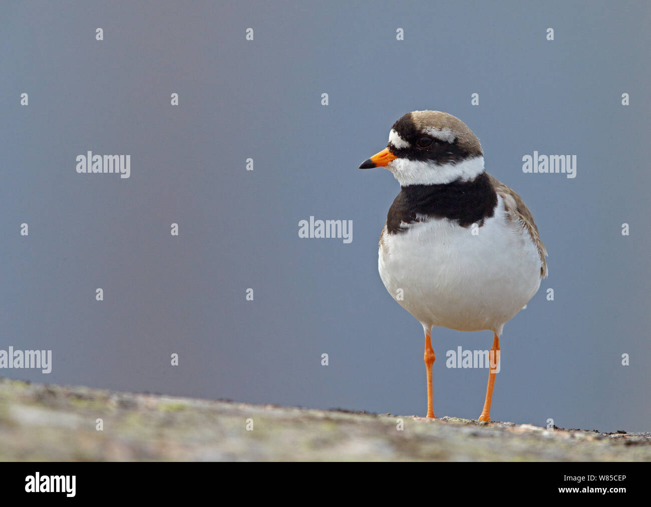 True plover hi-res stock photography and images - Alamy