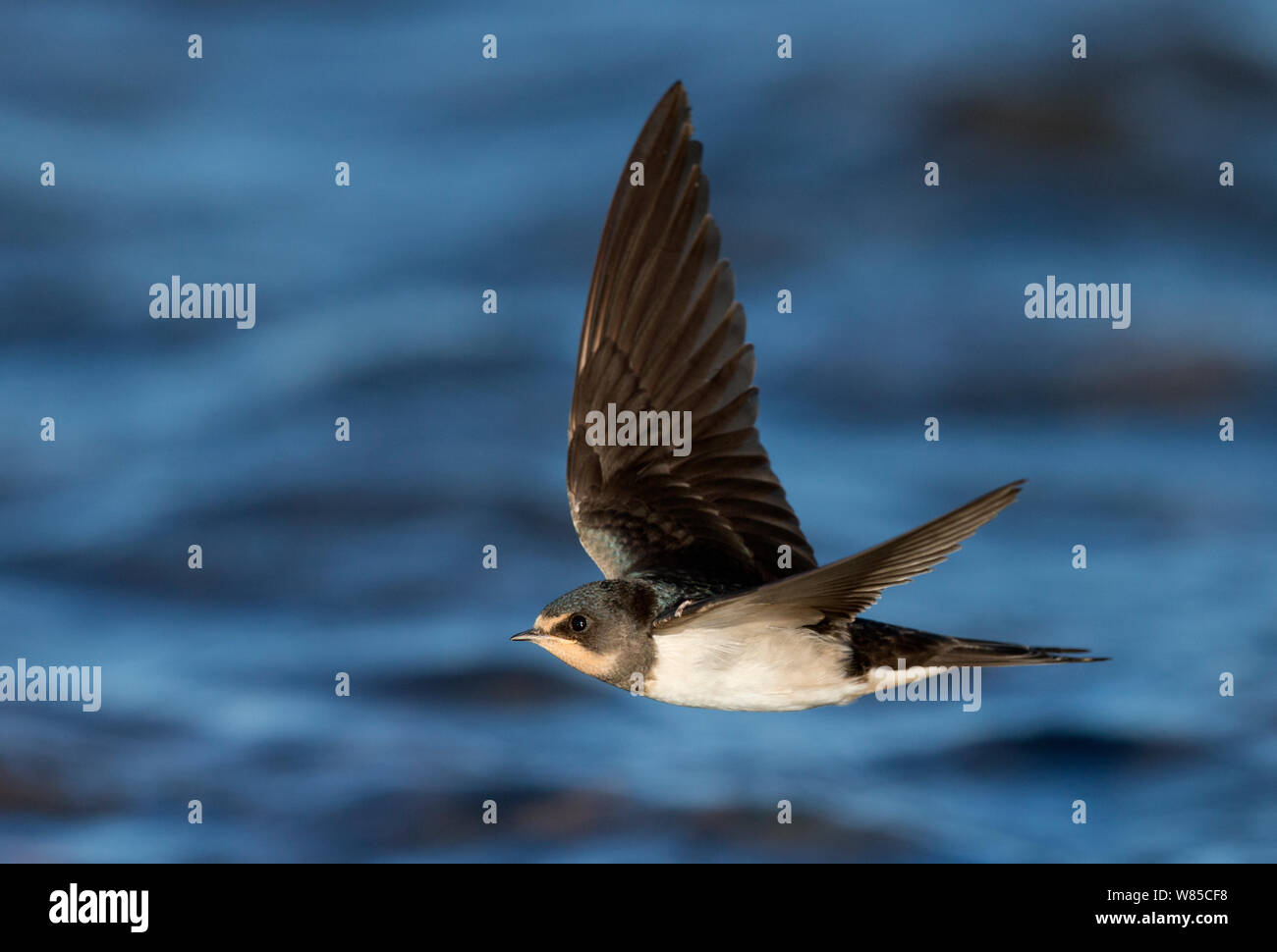 Swallow flying over water hi-res stock photography and images - Alamy