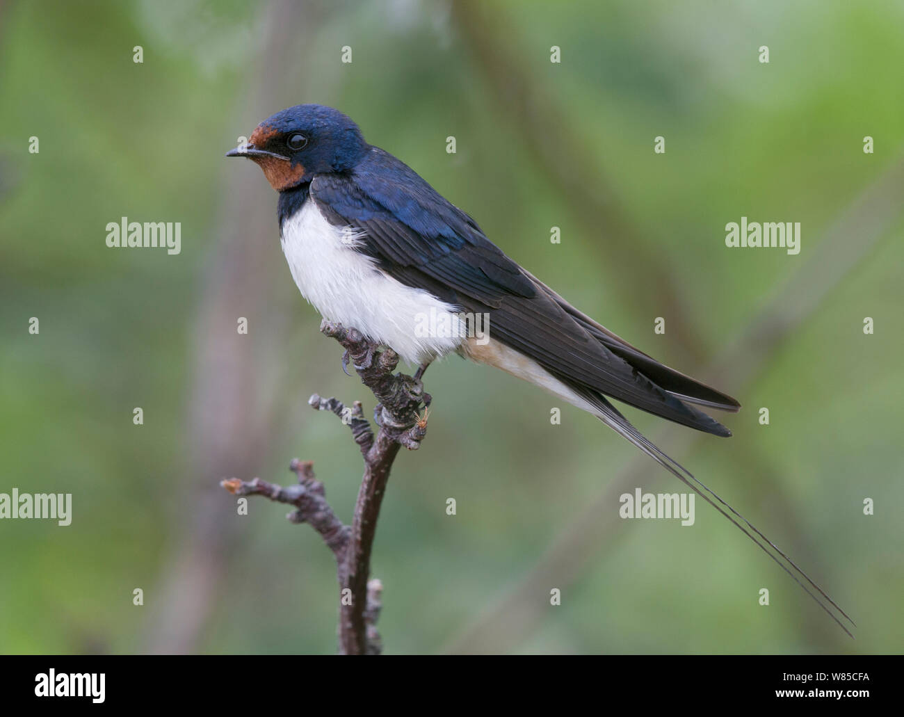 Barn Swallow High Resolution Stock Photography and Images - Alamy