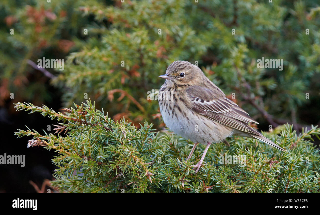 Tree pipit (Anthus trivialis) on branch, Uto, Finland, May Stock Photo ...