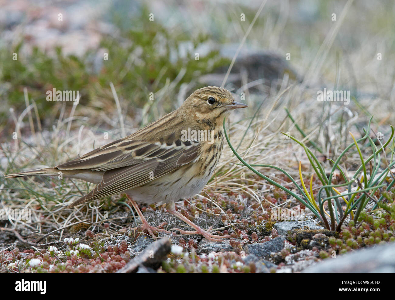 Tree pipit (Anthus trivialis) on ground, Uto, Finland, May Stock Photo ...