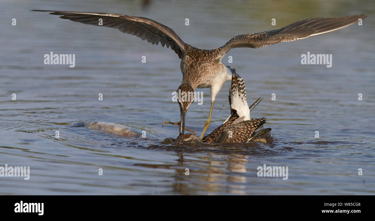Female sandpiper hi-res stock photography and images - Alamy