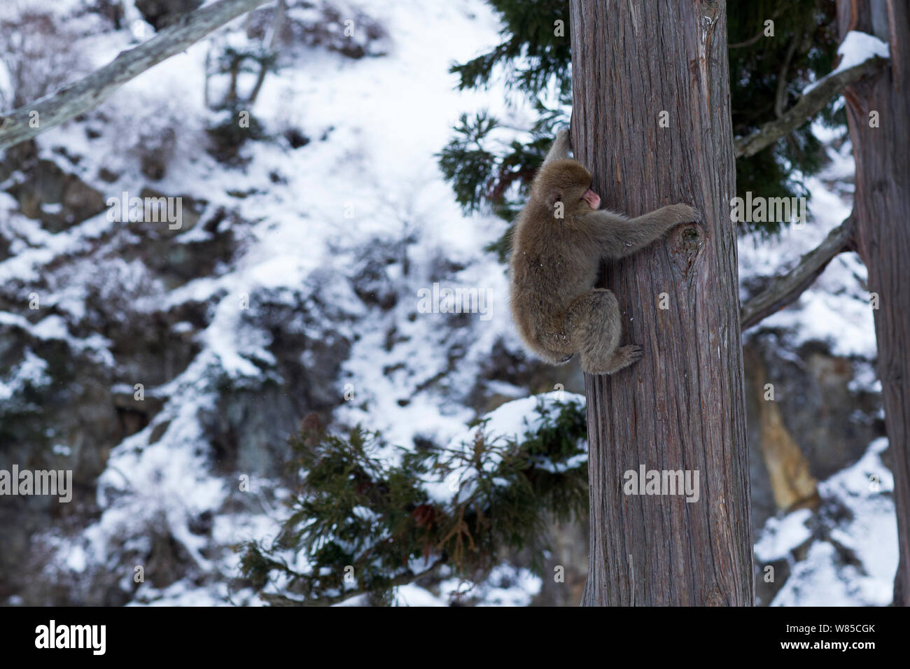 Japanese Macaque (Macaca fuscata) climbing pine tree. Jigokudani Yean ...