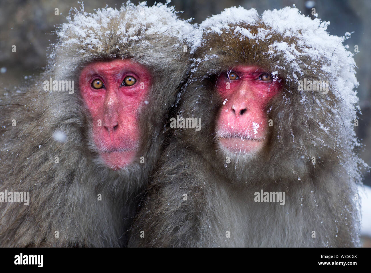 Japanese Macaque (Macaca fuscata) females huddled together for warmth ...