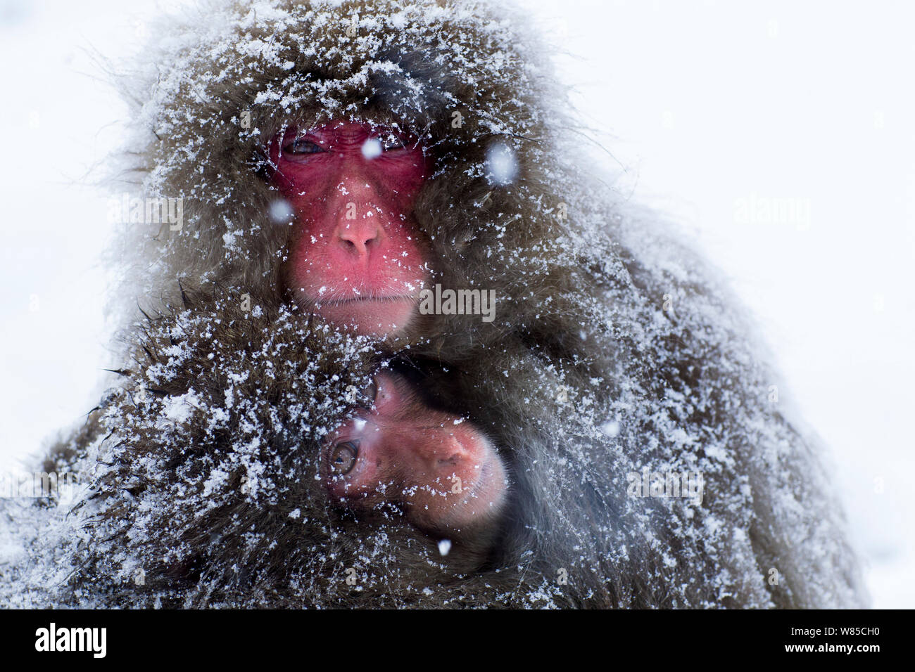 Japanese Macaques (Macaca fuscata) huddling together for warmth ...