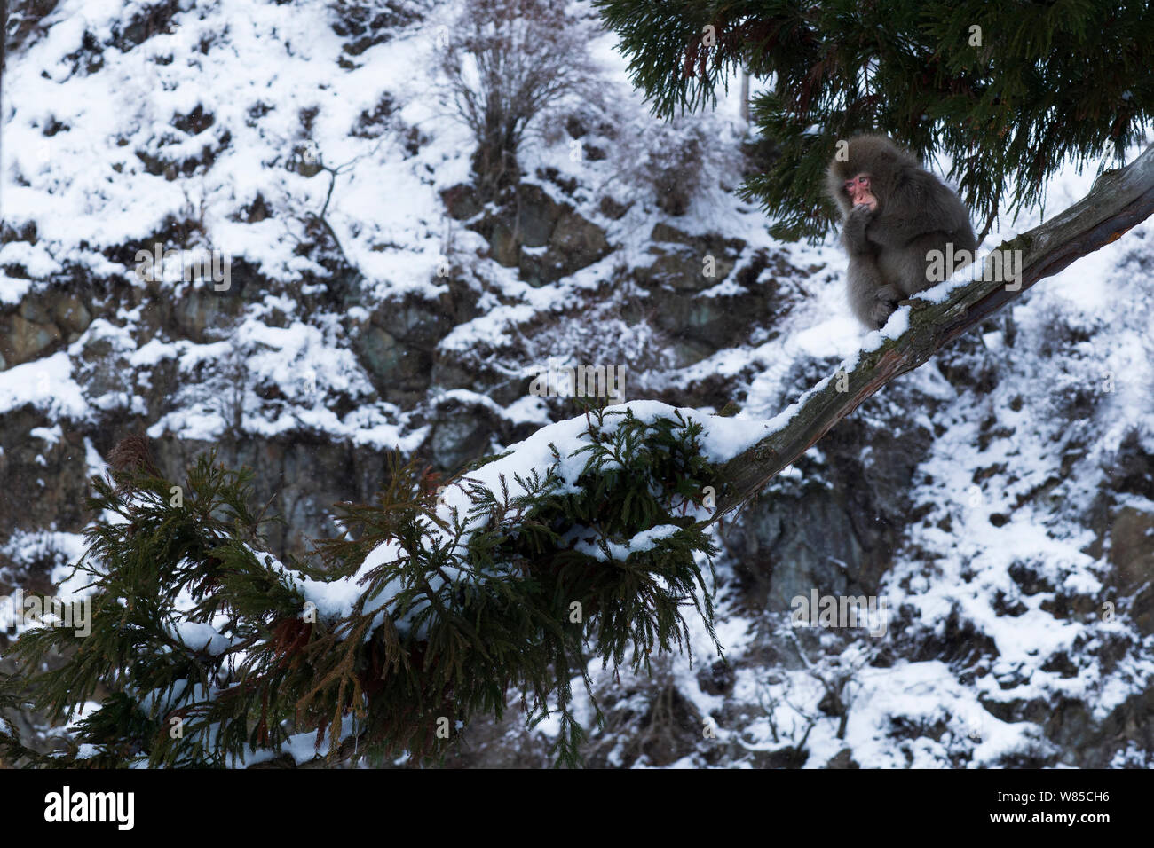 Japanese Macaque (Macaca fuscata) sitting on the branch of pine tree ...