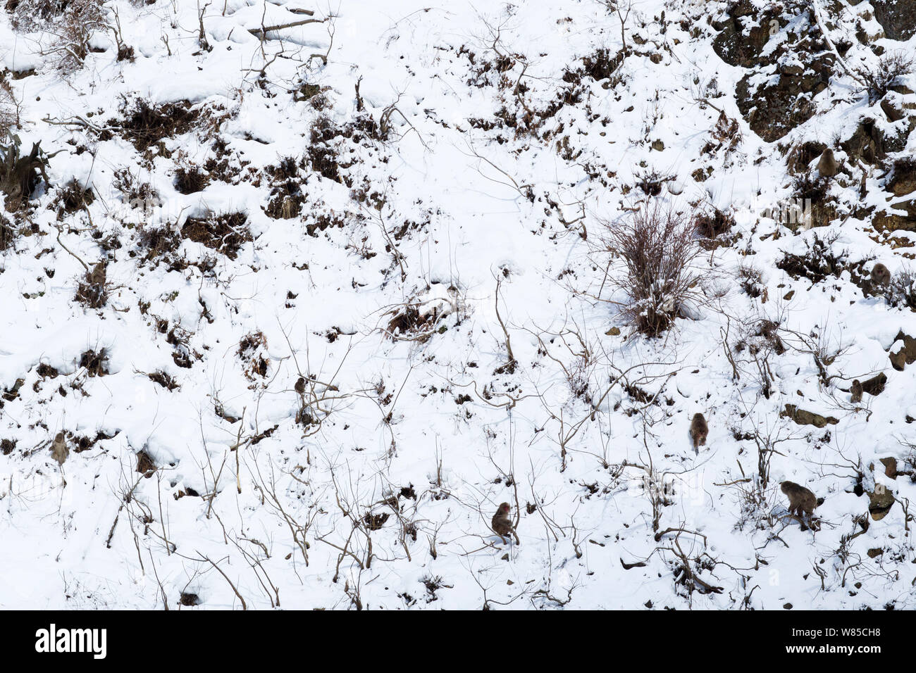 Japanese Macaques (Macaca fuscata) playing in the trees in snowy ...
